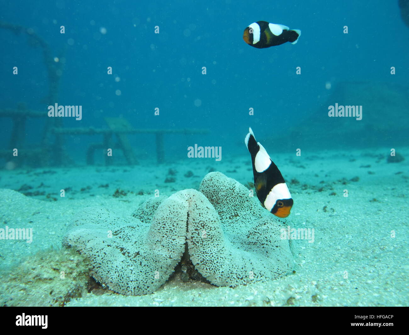 Clown fish, Diving in Koh Tao Stock Photo - Alamy
