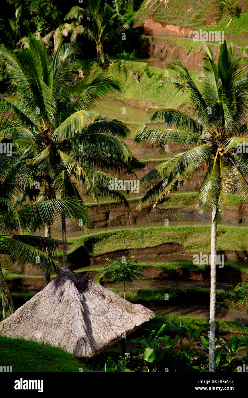 Tropical Bali Rice Paddies Stock Photo - Alamy