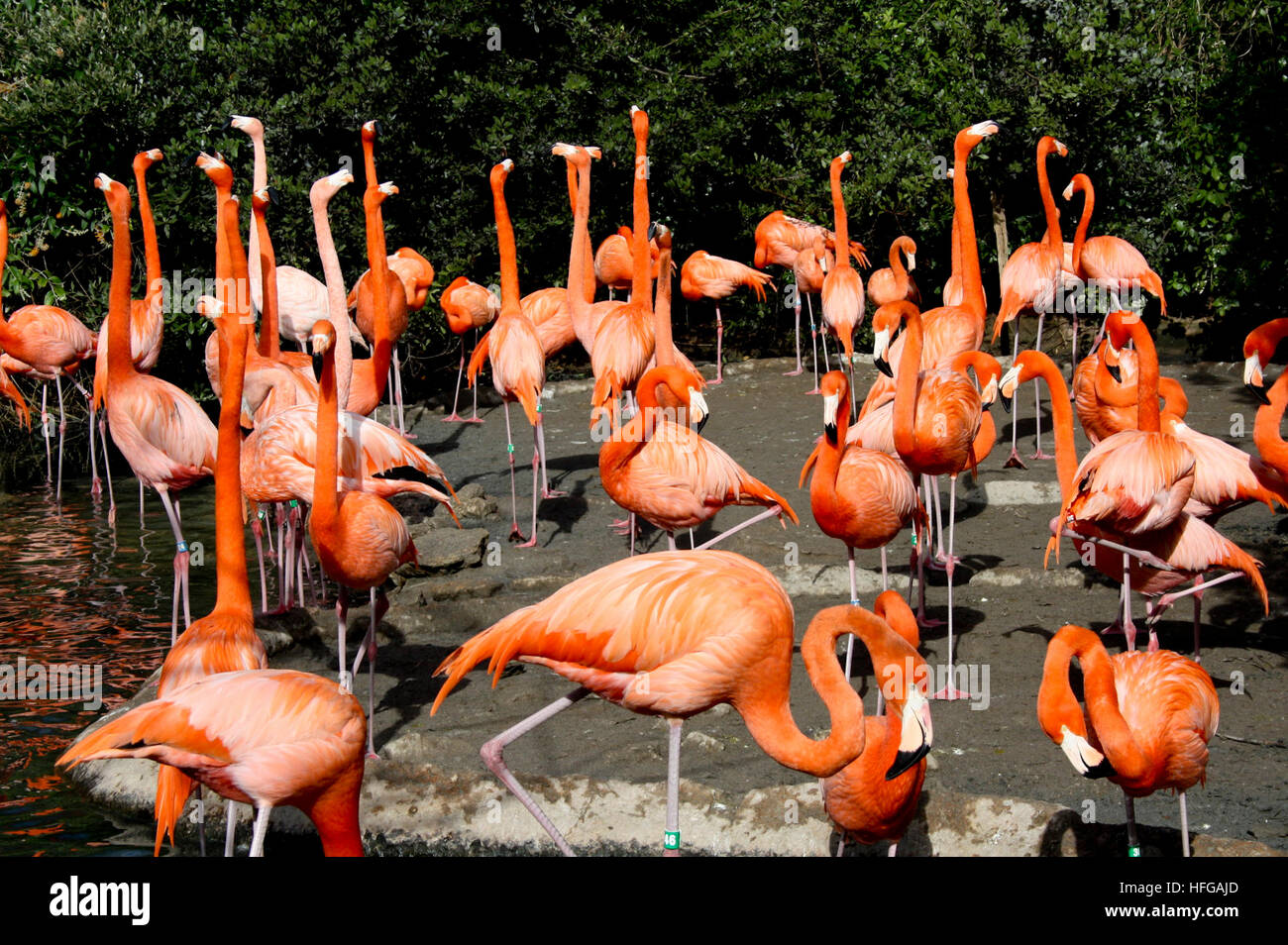 Greater bird of paradise hi-res stock photography and images - Alamy