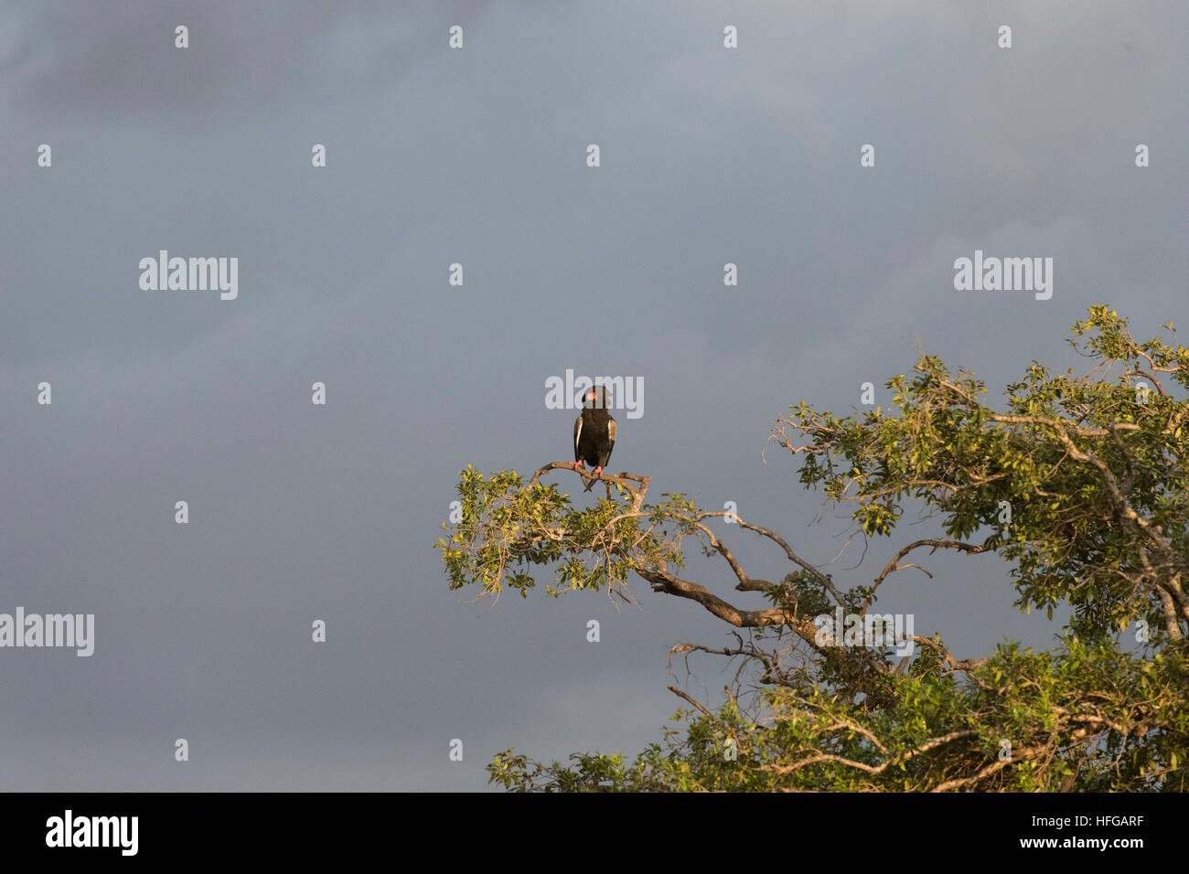 Bataleur eagle in flight Stock Photo - Alamy