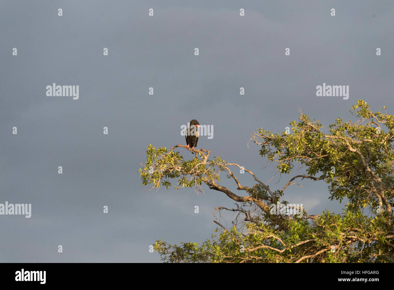 Bataleur eagle in flight Stock Photo - Alamy