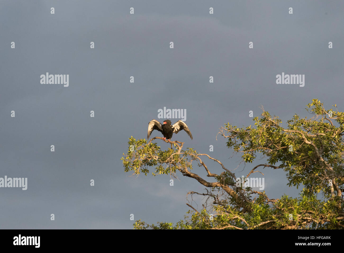 Bataleur flight hi-res stock photography and images - Alamy