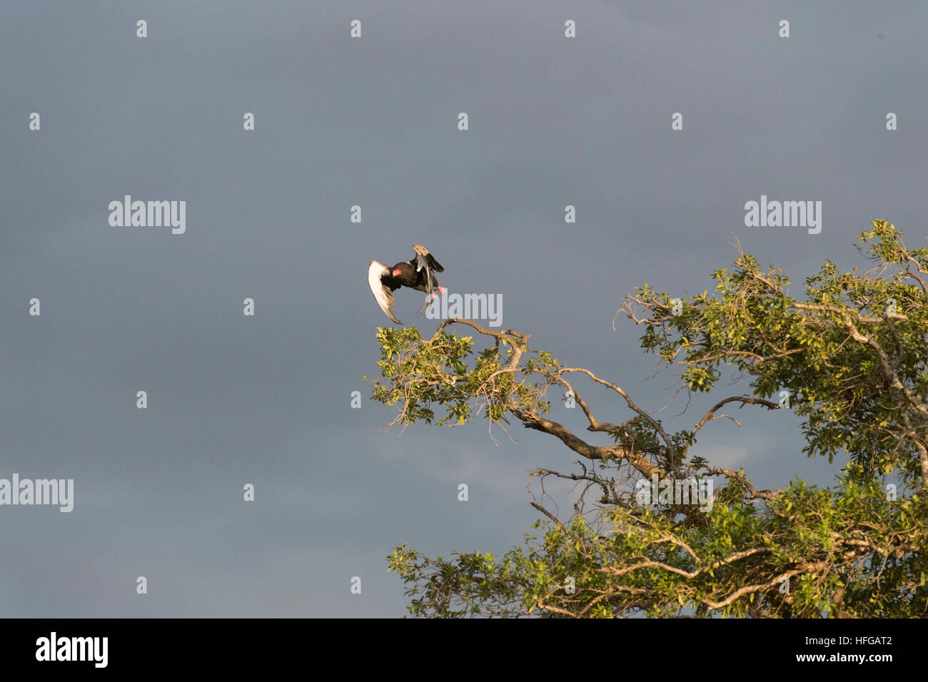 Bataleur eagle in flight Stock Photo - Alamy