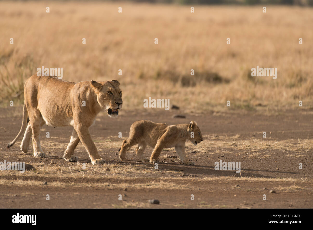 Lioness carrying and walking with her cub Stock Photo - Alamy