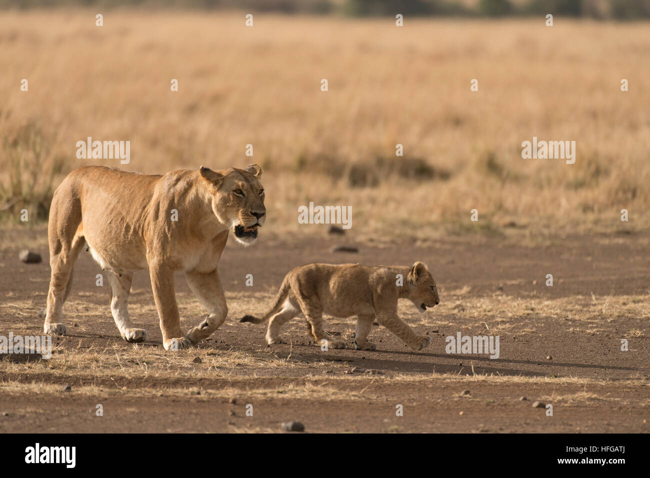 Lioness carrying and walking with her cub Stock Photo - Alamy