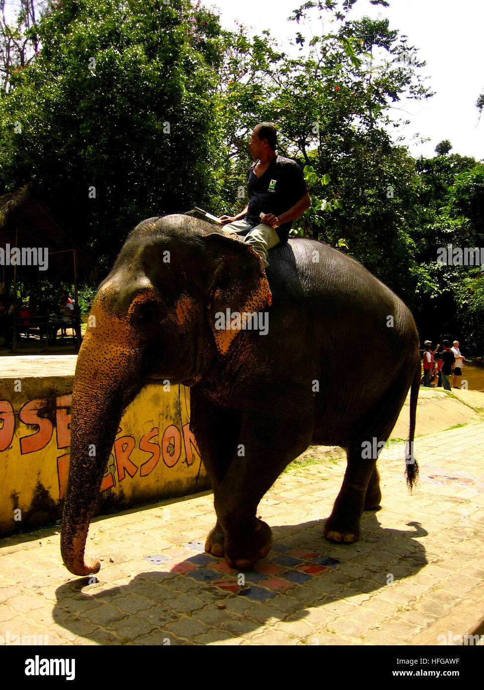 Washing of the elephants Stock Photo - Alamy