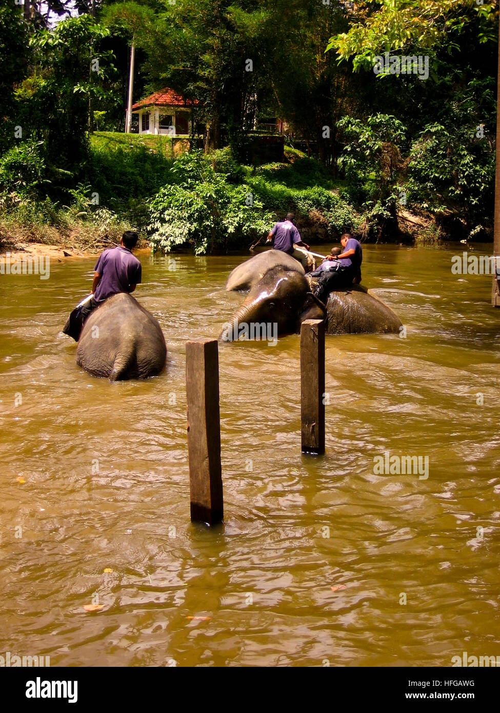 Elephant wash camp hi-res stock photography and images - Alamy
