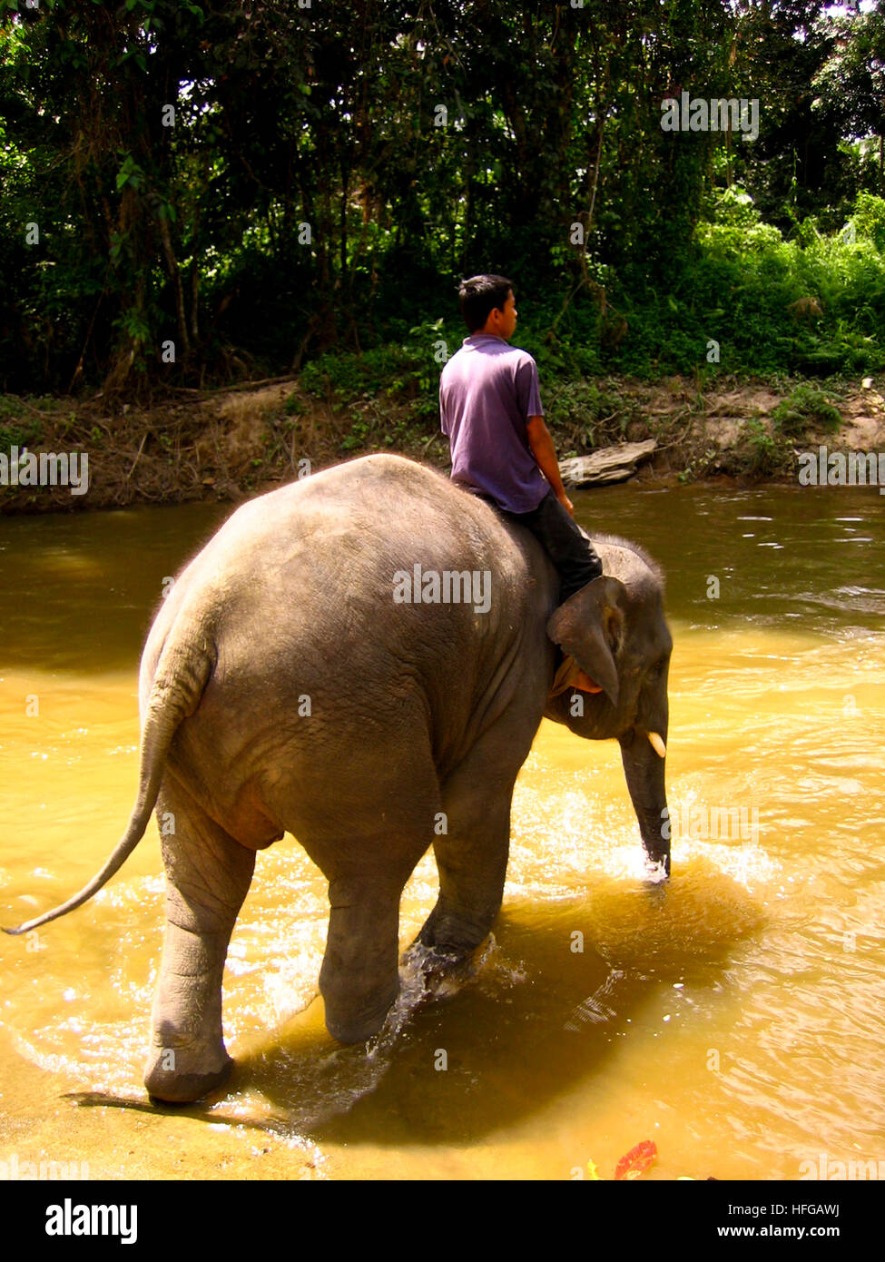 Elephant wash camp hi-res stock photography and images - Alamy