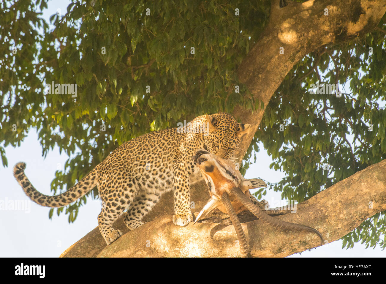 Leopard in tree with kill Stock Photo - Alamy