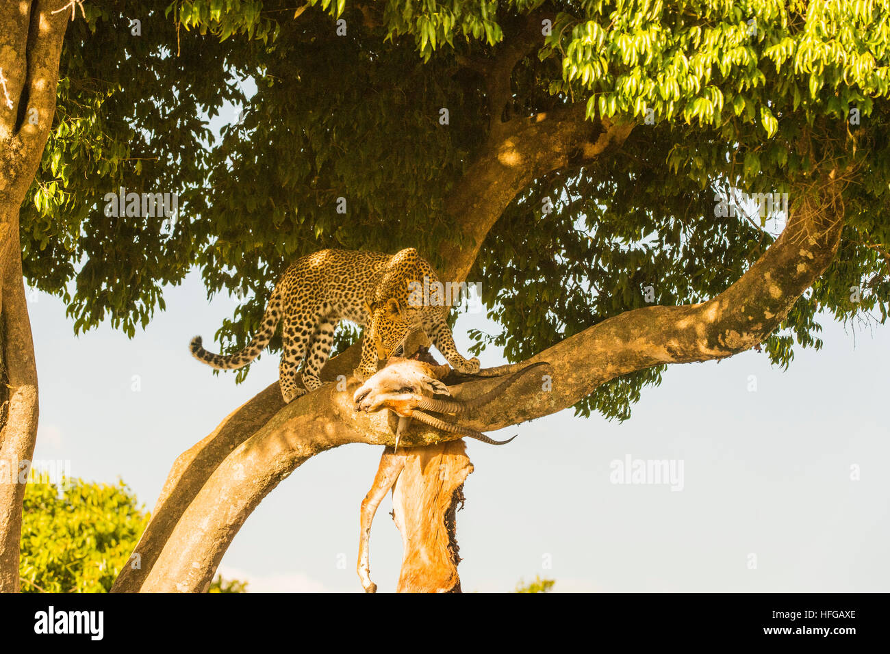 Leopard in tree with kill Stock Photo - Alamy