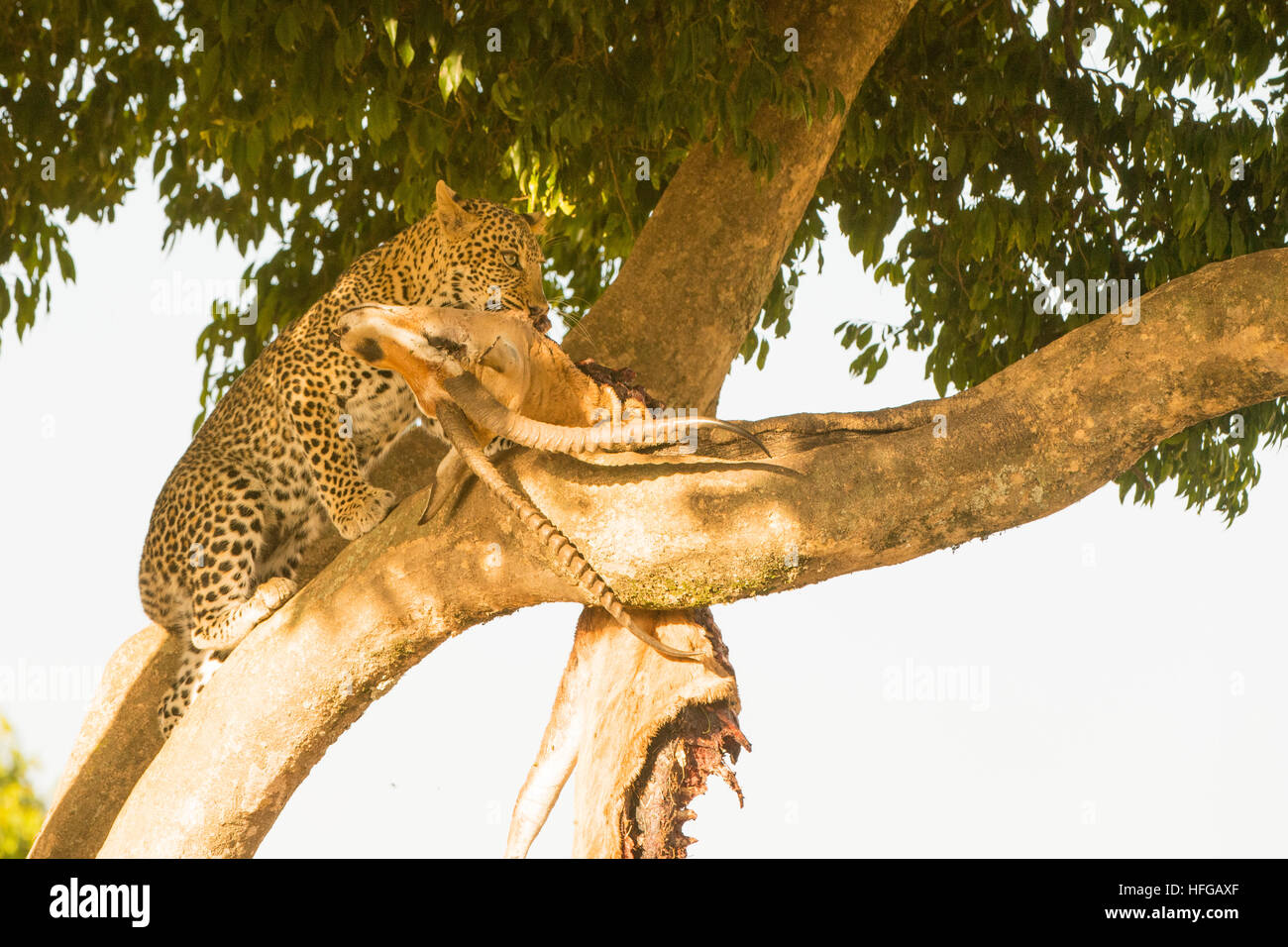 Leopard in tree with kill Stock Photo - Alamy