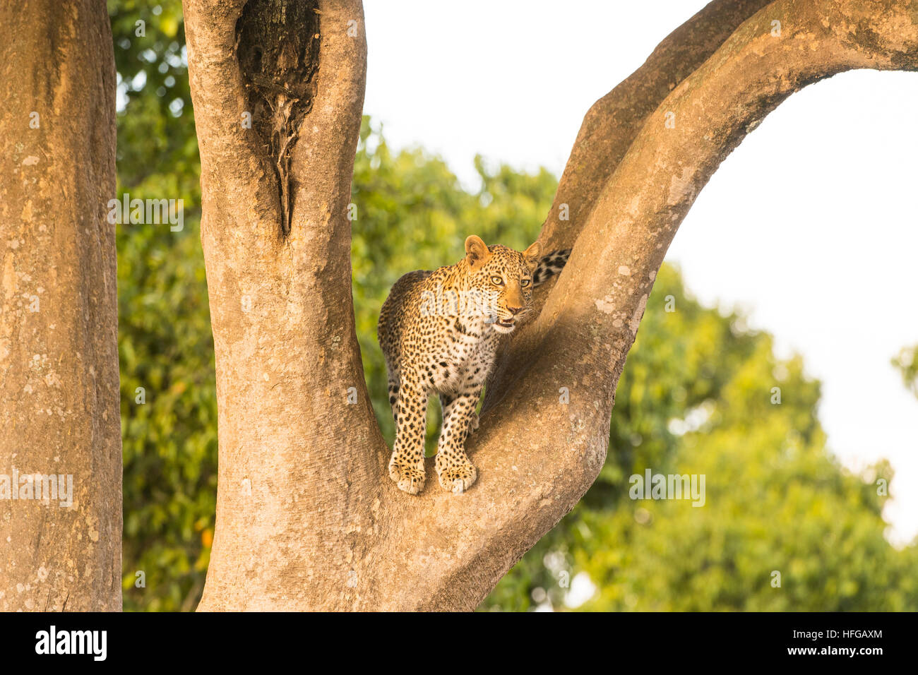 Leopard standing in fork of tree trunk Stock Photo - Alamy