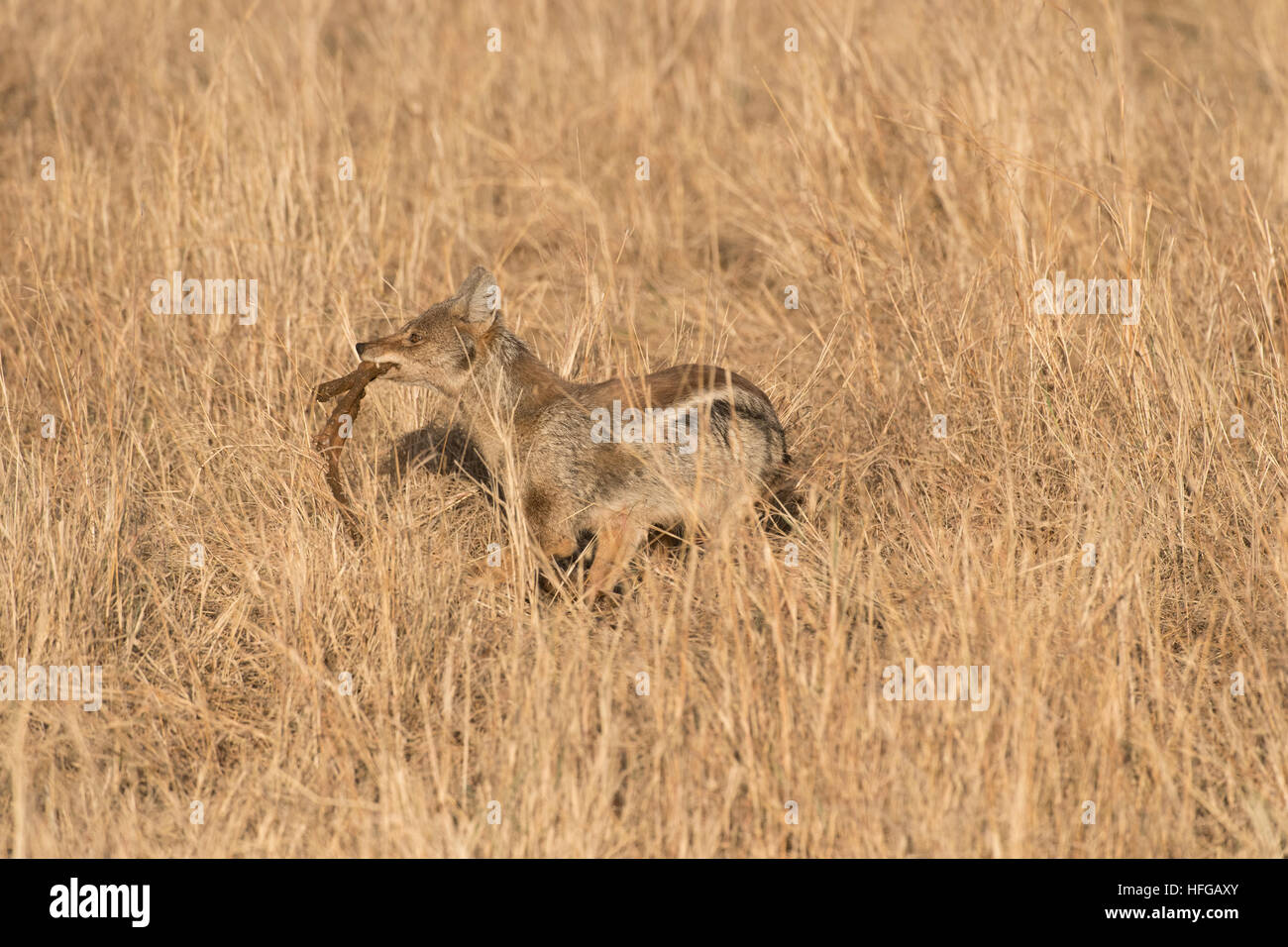 Side striped Jackal in savanna grassland Stock Photo - Alamy