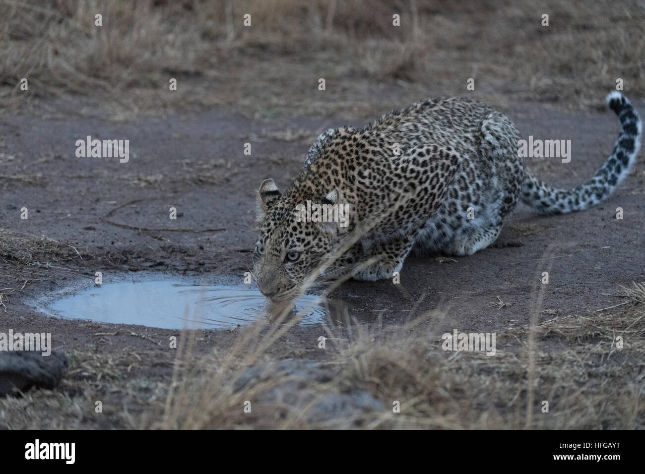 Leopard cub drinking Stock Photo - Alamy