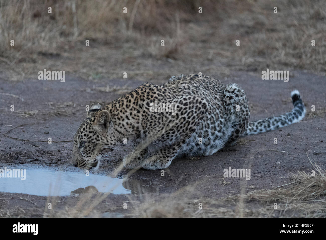 Thirsty leopard hi-res stock photography and images - Alamy