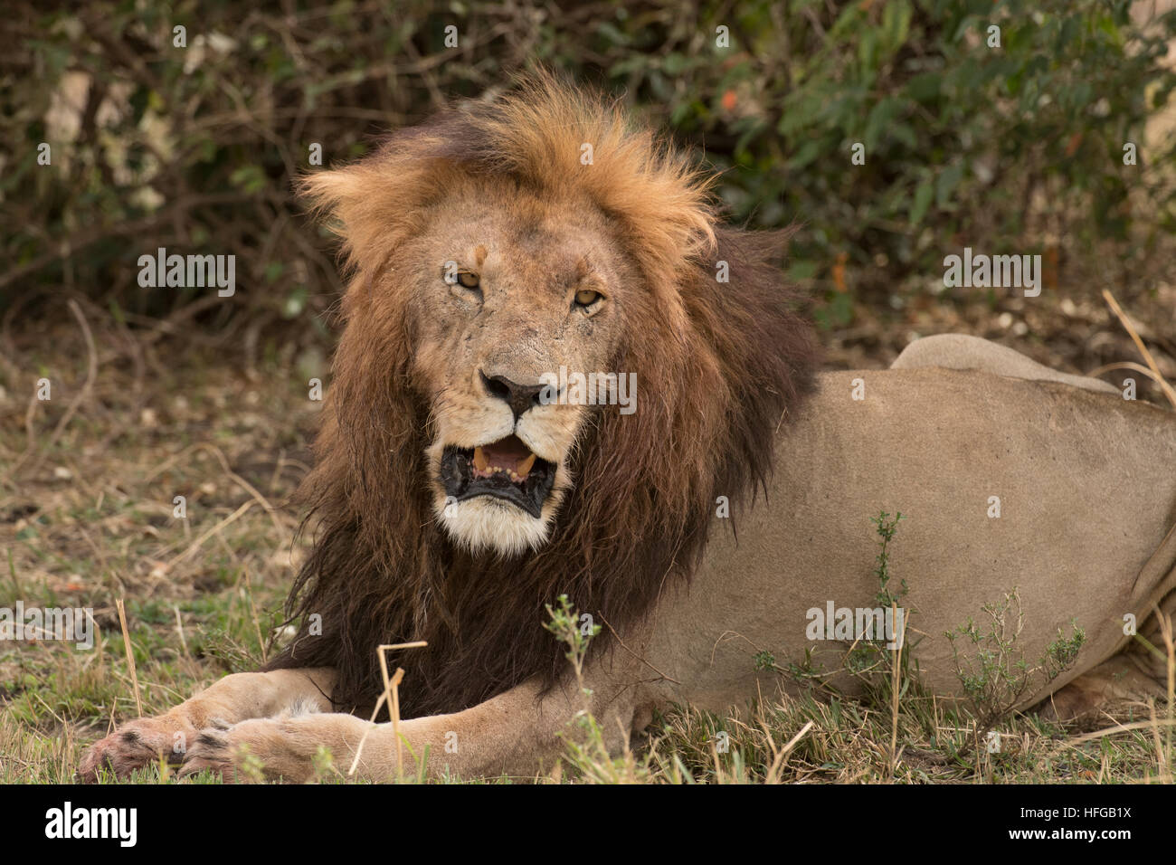 Le mane hi-res stock photography and images - Alamy