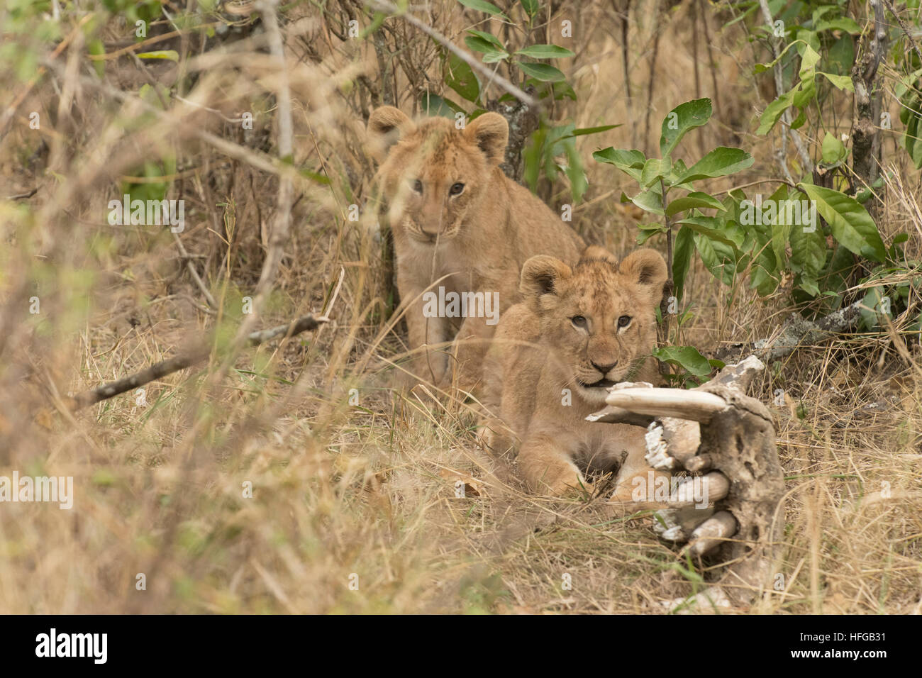 Two Lion cubs looking Stock Photo - Alamy