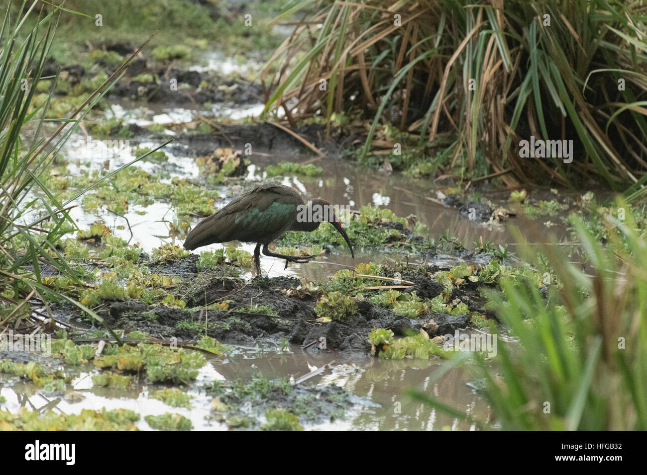 Haida ibis hi-res stock photography and images - Alamy