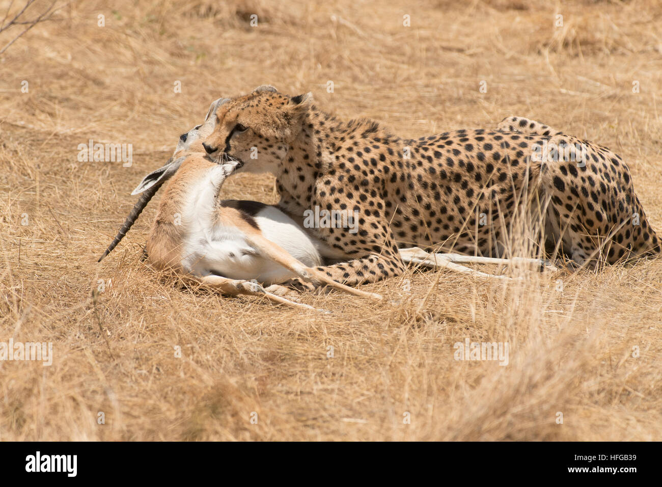 Cheetah catching thomson's gazelle hi-res stock photography and images ...