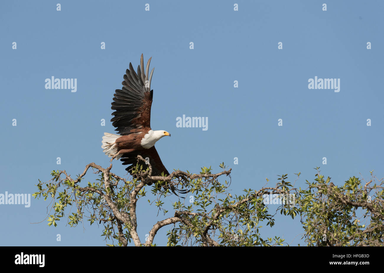 African Fish Eagle Flying Stock Photo - Alamy