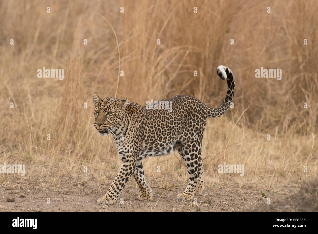 Leopard in open grass hi-res stock photography and images - Alamy