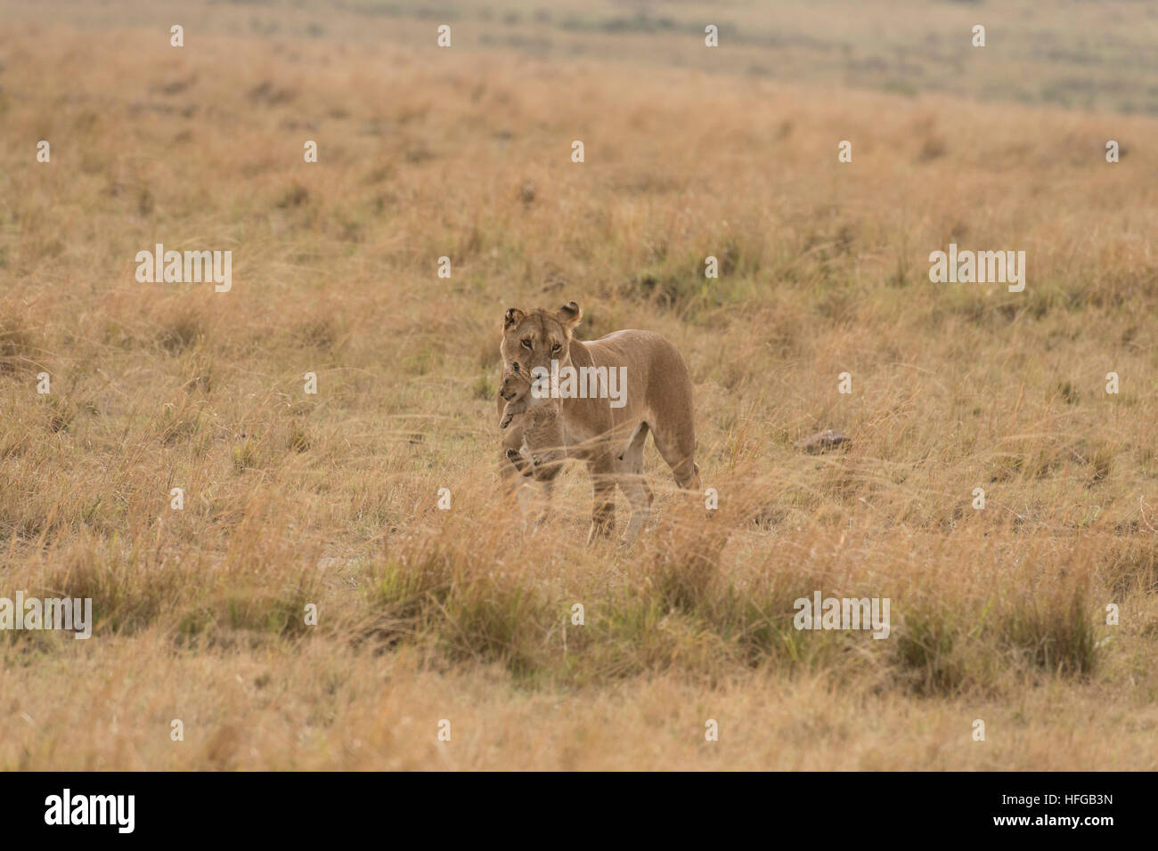Lioness carrying cub to a new location Stock Photo - Alamy