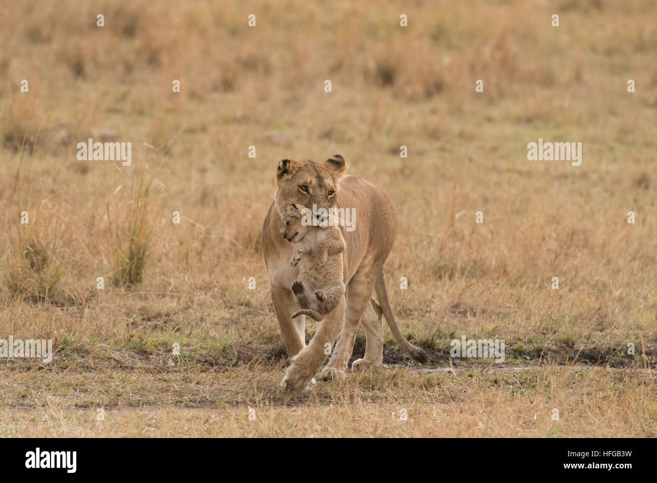 Lioness carrying cub to a new location Stock Photo - Alamy