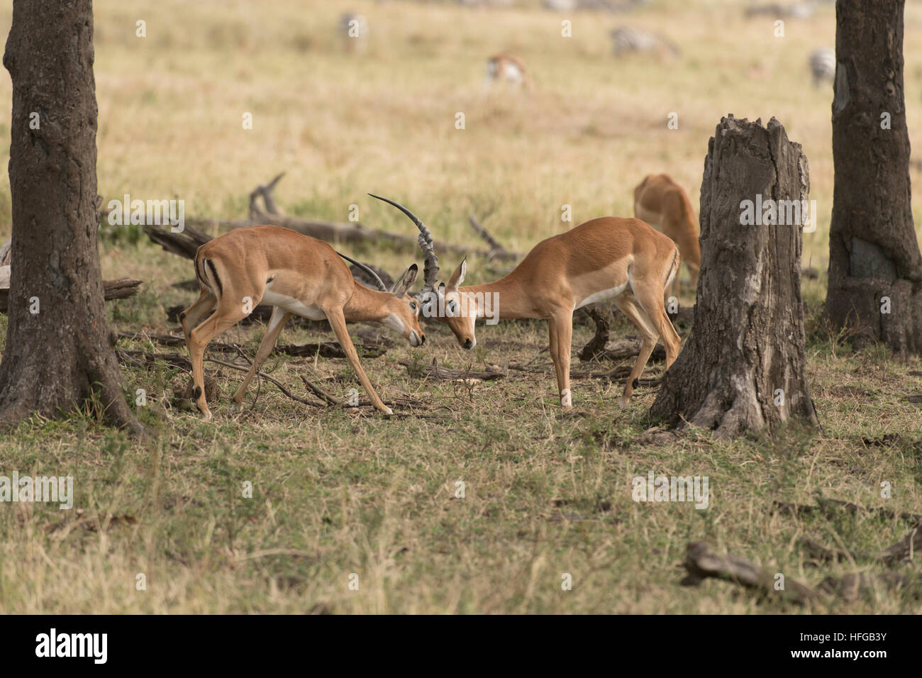 Two Impala males fighting Stock Photo - Alamy