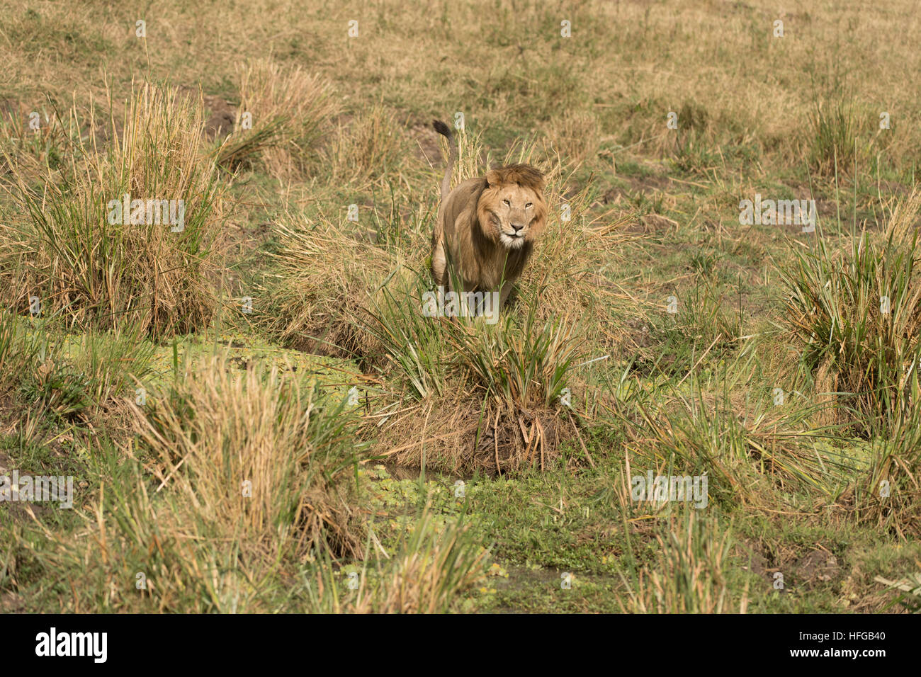 Maned male lion jumping in grass Stock Photo - Alamy