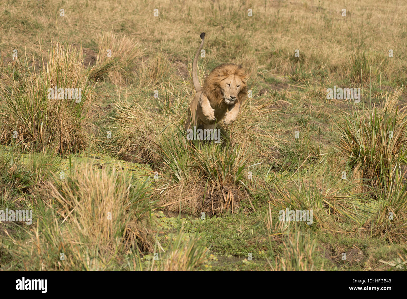 Maned male lion jumping in grass Stock Photo - Alamy
