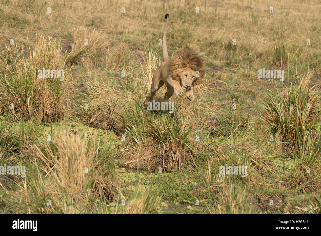 Male lion jumping hi-res stock photography and images - Alamy