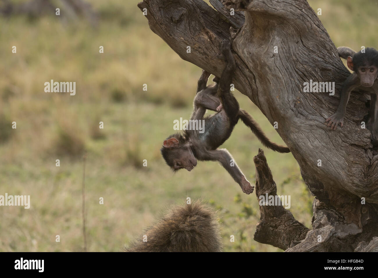 Primate hanging swing hi-res stock photography and images - Alamy