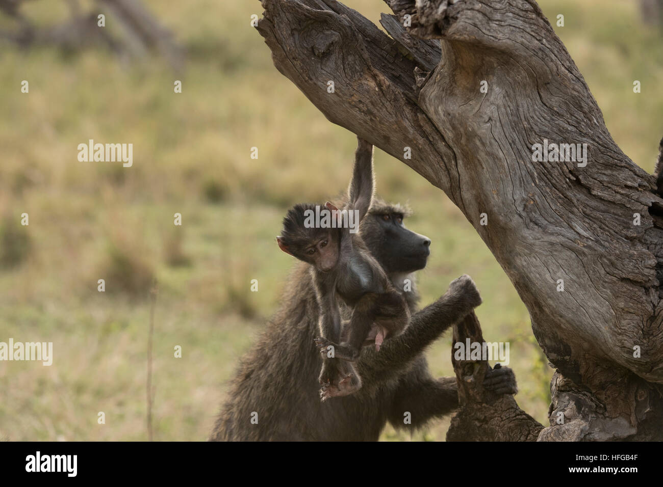 Picture of Olive baboon (Papio anubis) mother with baby Stock Photo - Alamy