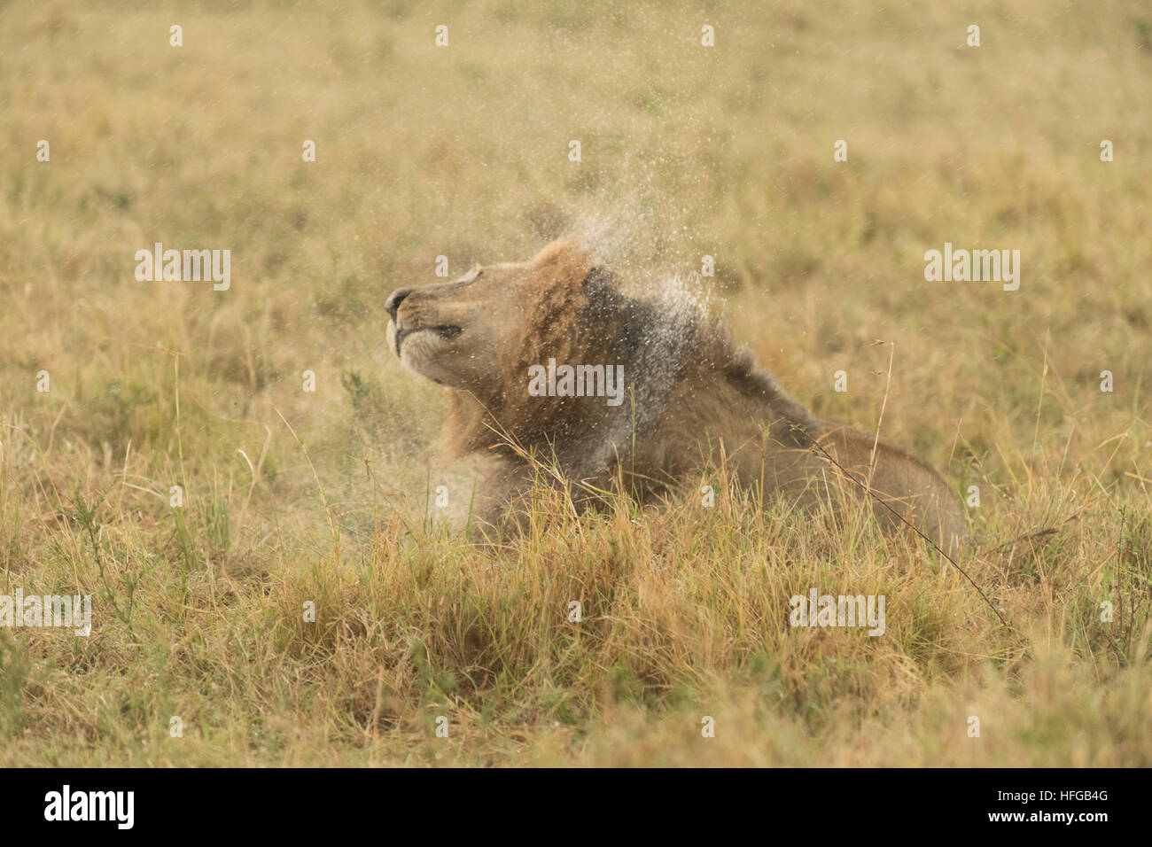 Maned male lion shaking rain water off its head Stock Photo - Alamy