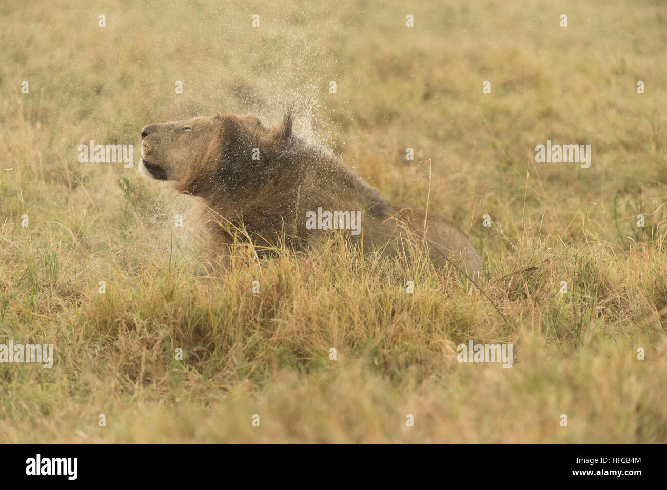 Maned male lion shaking rain water off its head Stock Photo - Alamy