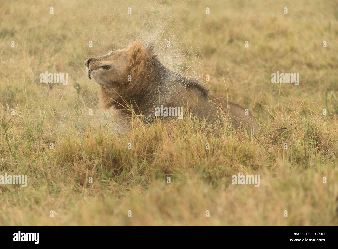Maned male lion shaking rain water off its head Stock Photo - Alamy