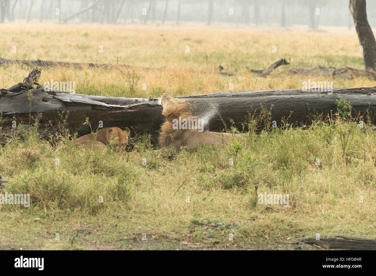 Lion shaking water hi-res stock photography and images - Alamy