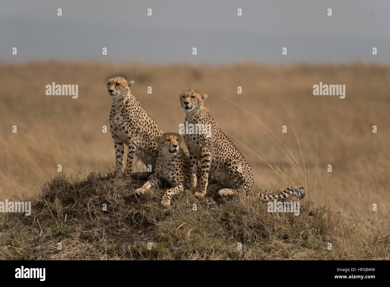 Cheetah mother and cubs Stock Photo - Alamy