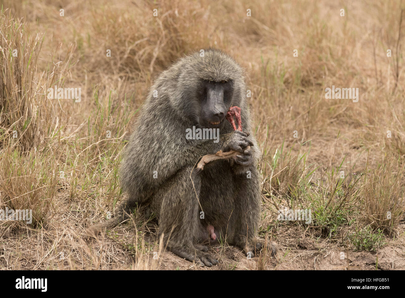 Olive baboon (Papio anubis) eating baby Thomsons gazelle (Eudorcas ...