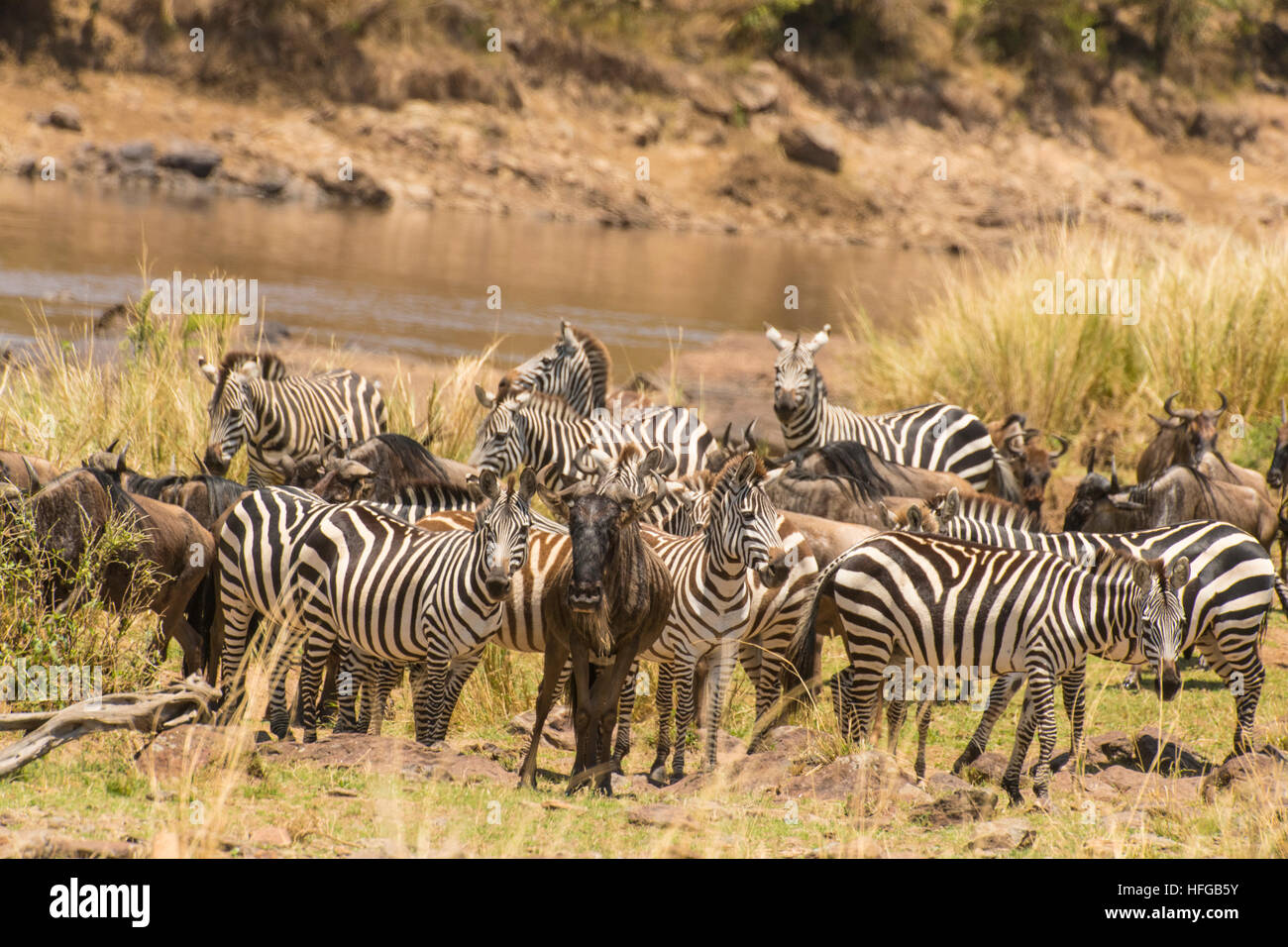 Wildebeeste and zebra migration hi-res stock photography and images - Alamy