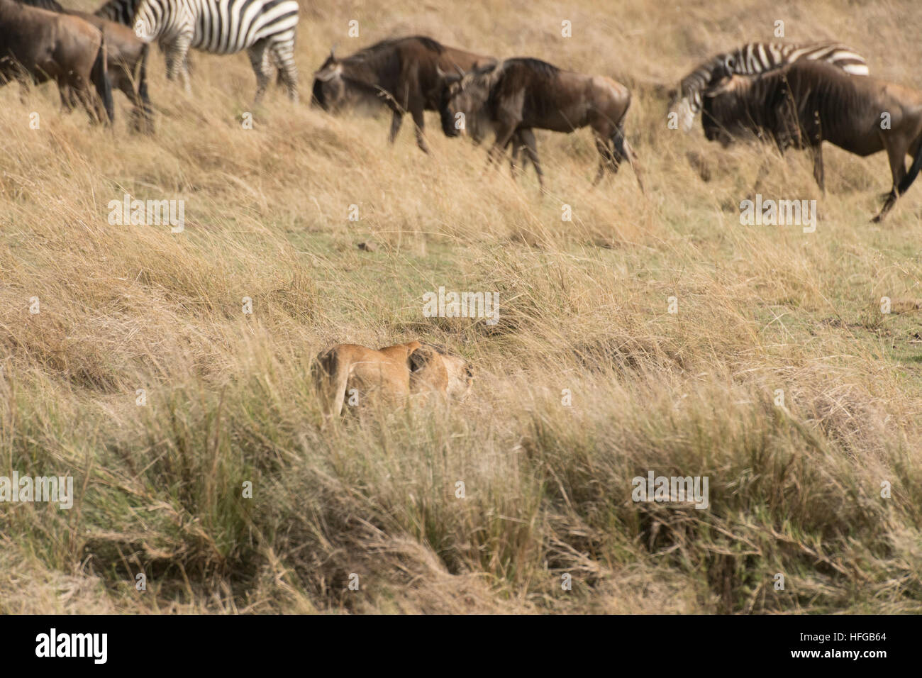 Lioness unsuccessfully hunting wildebeest during great migration in ...