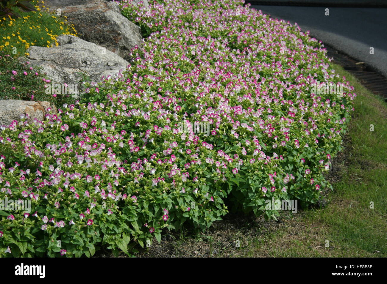Lush flower beautiful in the garden Stock Photo - Alamy