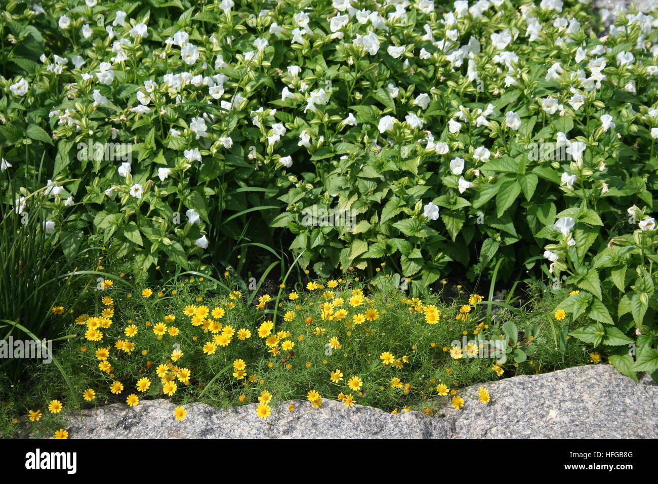 Lush flower beautiful in garden Stock Photo - Alamy