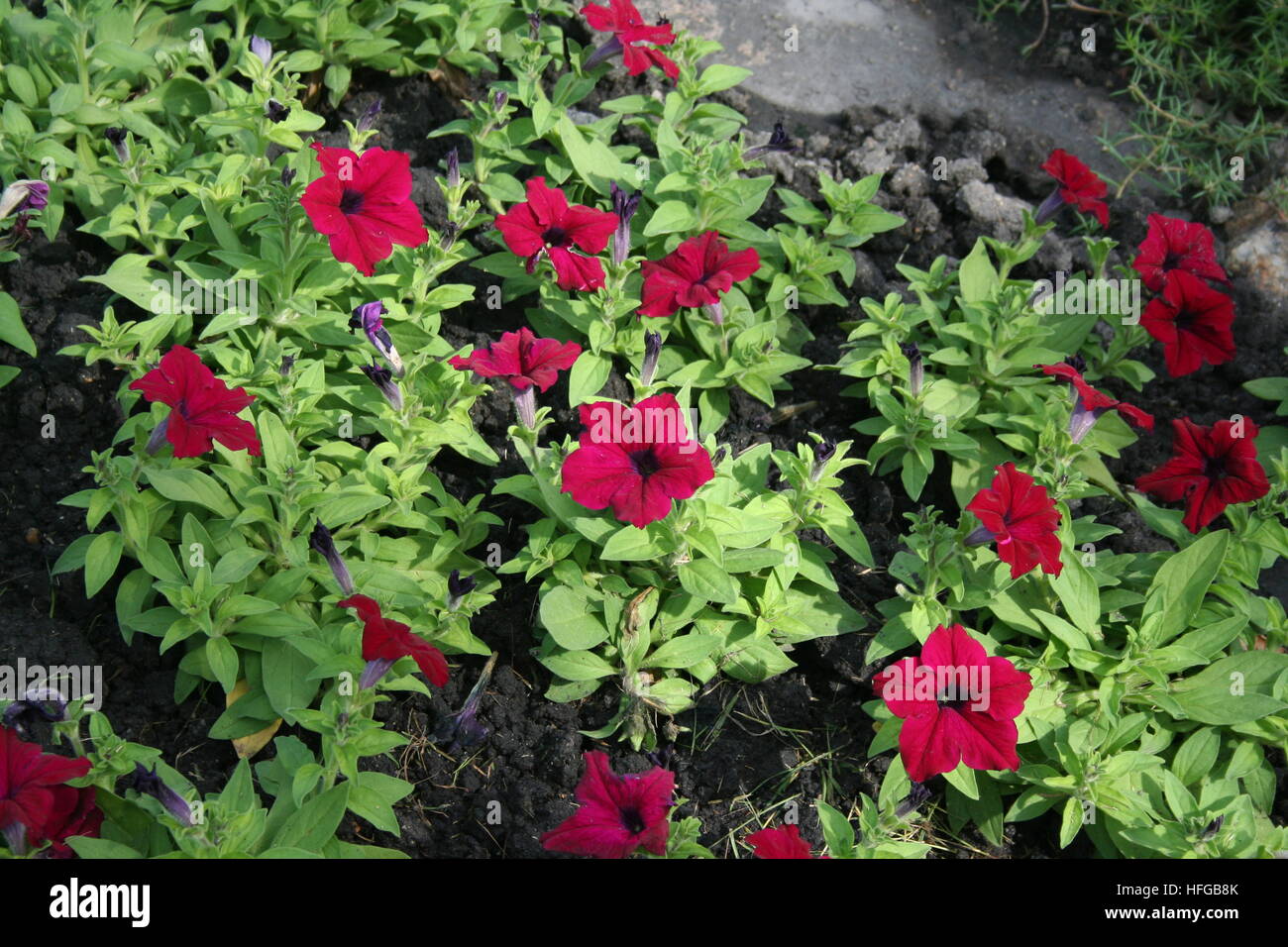 Field red flower beautiful Stock Photo - Alamy