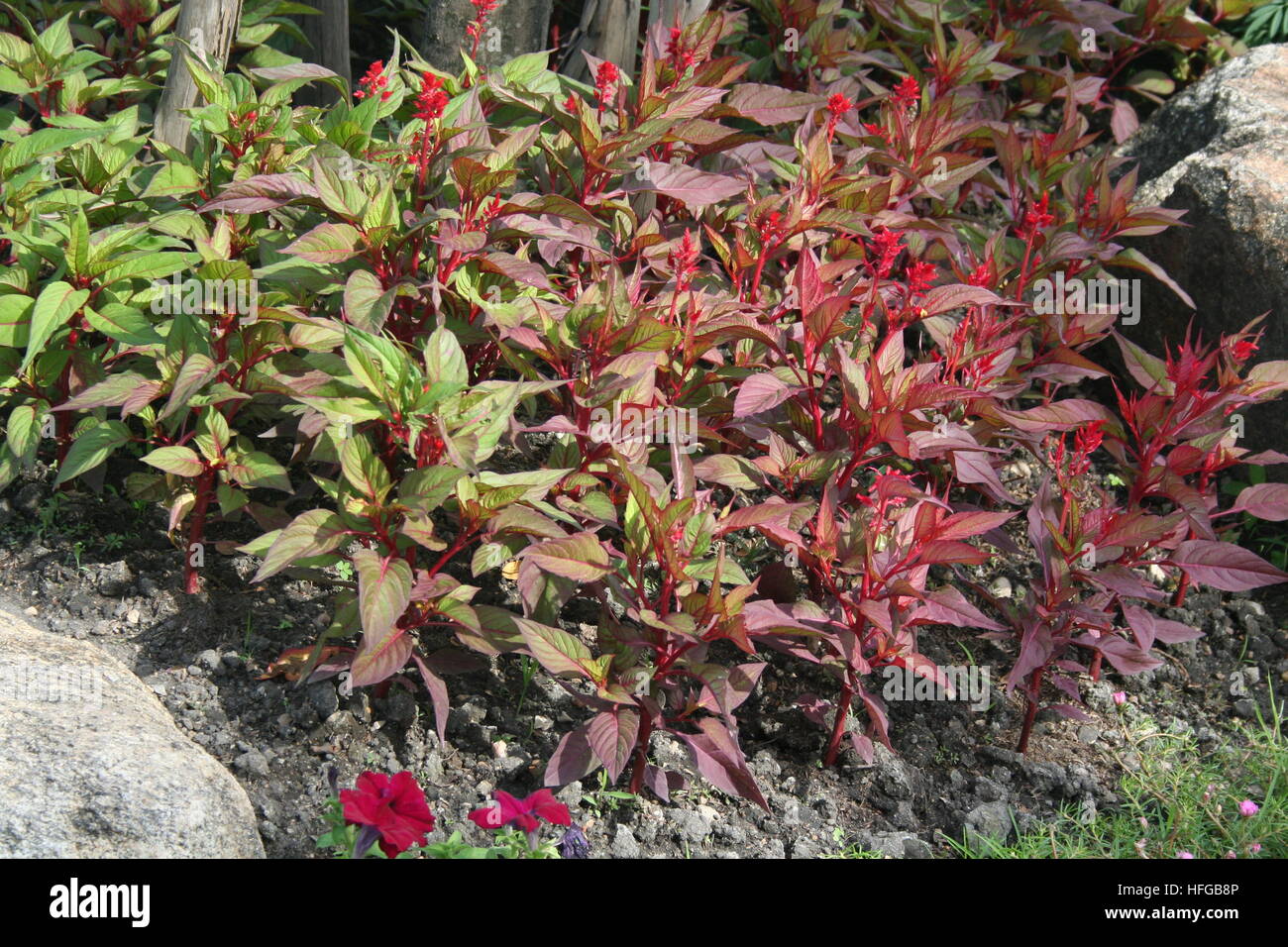 Field Red flower beautiful Stock Photo - Alamy