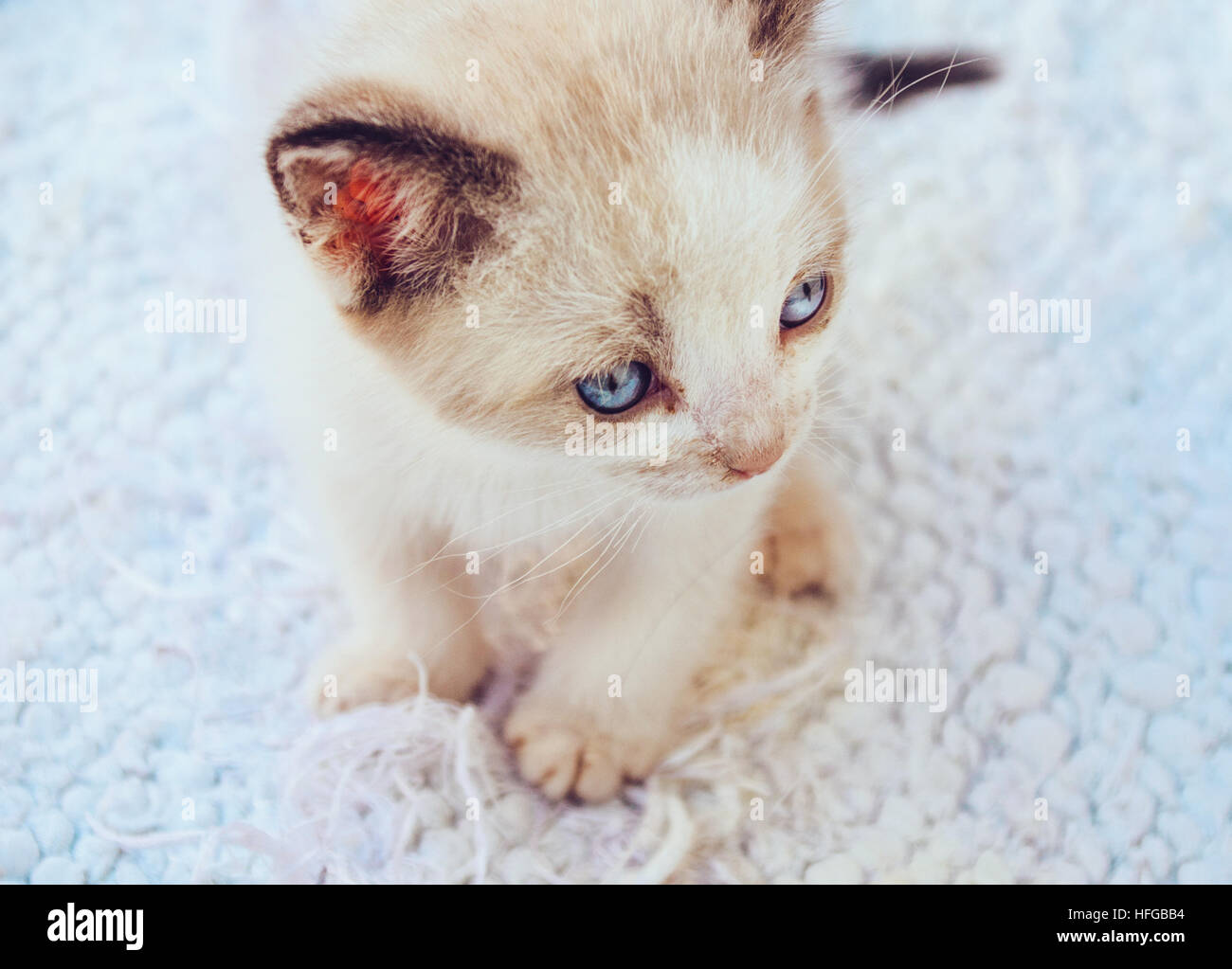 Baby siamese cat over a white carpet Stock Photo - Alamy