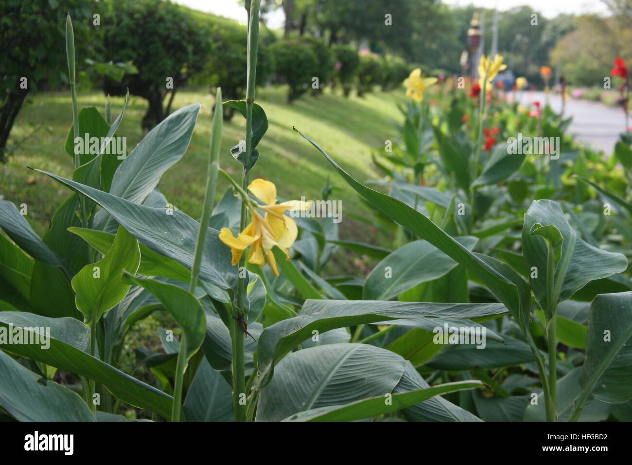 Lush flower beautiful in garden Stock Photo - Alamy