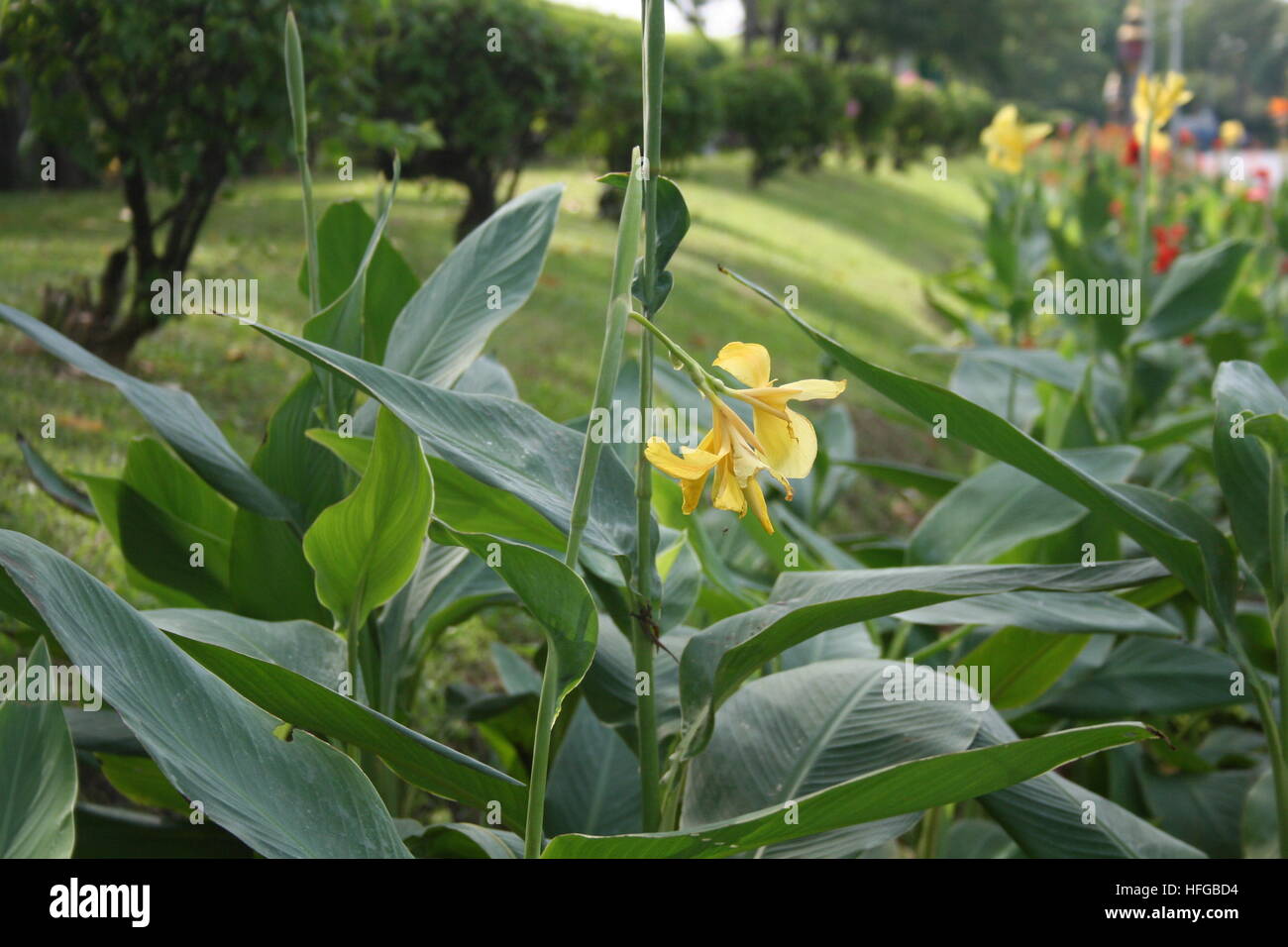 Lush flower beautiful in garden Stock Photo - Alamy