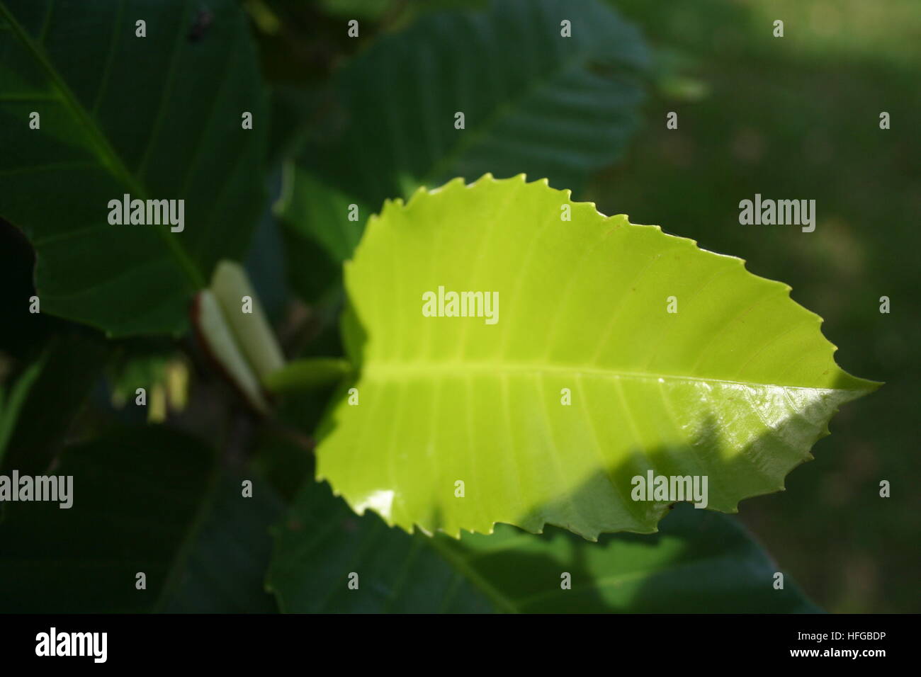 Soft green leaf with sunlight in the garden Stock Photo - Alamy