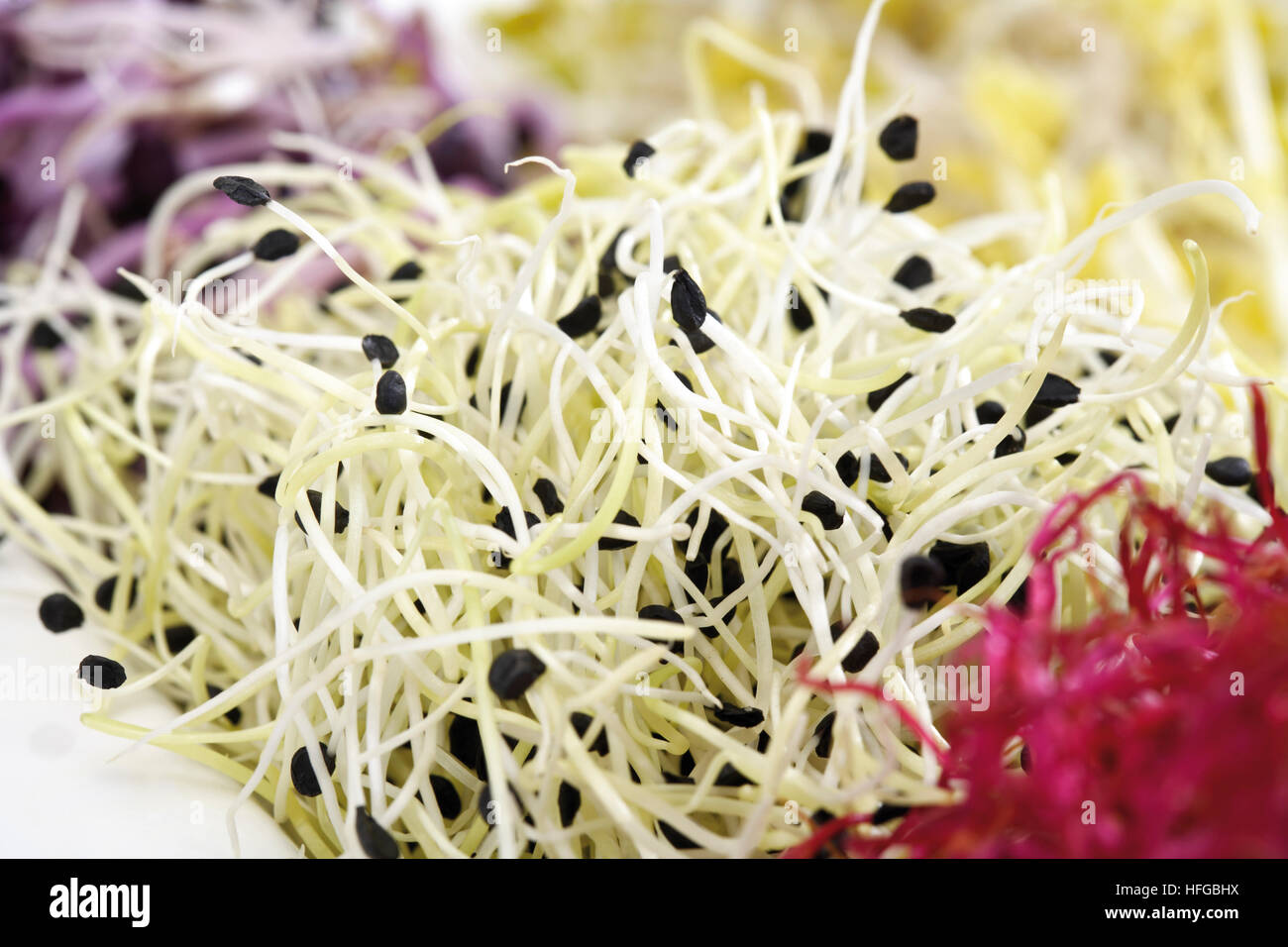 Garlic sprouts hi-res stock photography and images - Alamy
